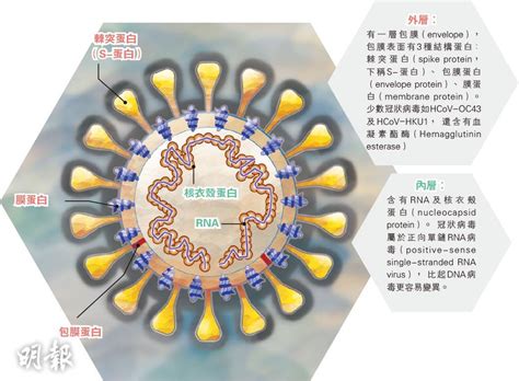 新冠肺炎covid 19百科（一）：新型冠狀病毒解構 世衛不排除室內可空氣傳播（更新版） 1130 20200716 港聞
