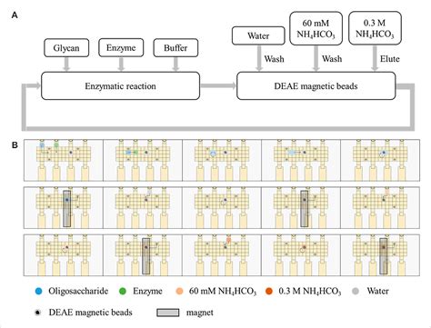 Figure 2 From Digital Microfluidics Engaged Automated Enzymatic Degradation And Synthesis Of