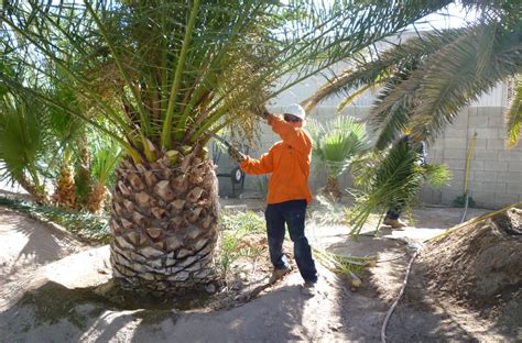How Do You Trim The Palm Tree Trunk Follow These Steps AAA Tree Lopping Ipswich