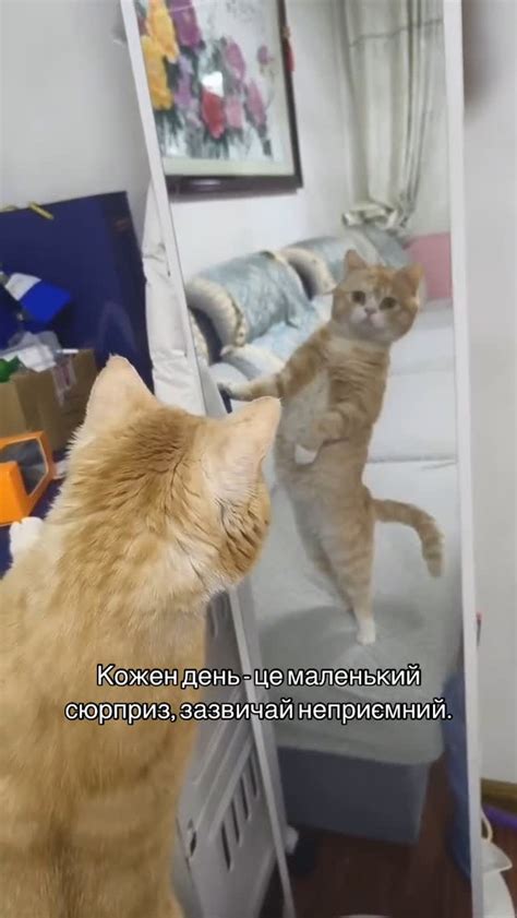 Котяча магія Так і живемо Всі права на відео належать автору кіт