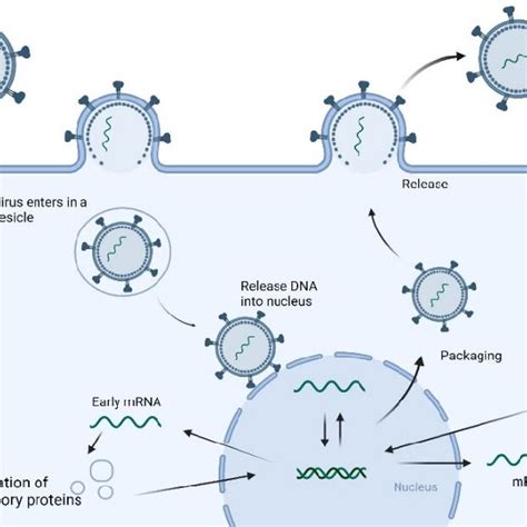 Replication Cycle Of Ssdna Virus Ssdna Viruses Bind And Enter Their Download Scientific