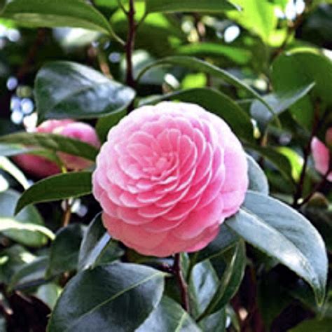 可憐にして 乙女椿の 美しき Lovely And Fair The Maidens Camellia Blooms