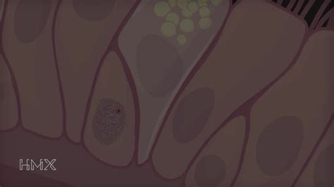 Video Fadilah Fadilah On Linkedin Hmx Pro Cancer Genomics And