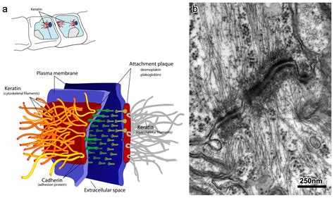 6 1 Overview Of The Cytoskeleton And Intermediate Filaments Biology Libretexts
