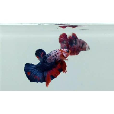 Cupang Candy Multicolor Cupang Candy Multicolor Hewan Peliharaan