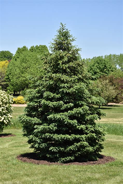 The Best Evergreen Trees To Grow In Connecticut
