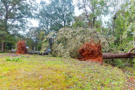 As Result Of Storm Hurricane Trees That Were Uprooted Broken Had Fallen Onto A Roadway Stock