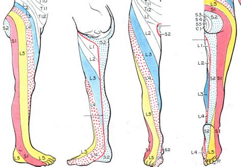 S1 Nerve Root Dermatomes Dermatomes Chart And Map