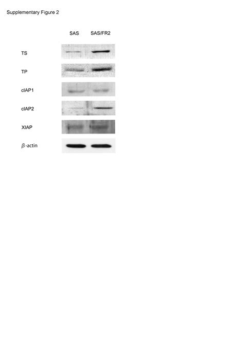 Overexpression Of Ciap2 Contributes To 5 Fu Resistance And A Poor