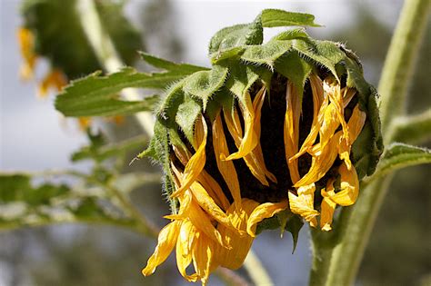 무료 이미지 자연 잎 식품 녹색 생기게 하다 식물학 노랑 플로라 해바라기 야생화 닫다 관목 싹 씨앗을