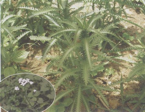 耆草 中草药野外识别 医学