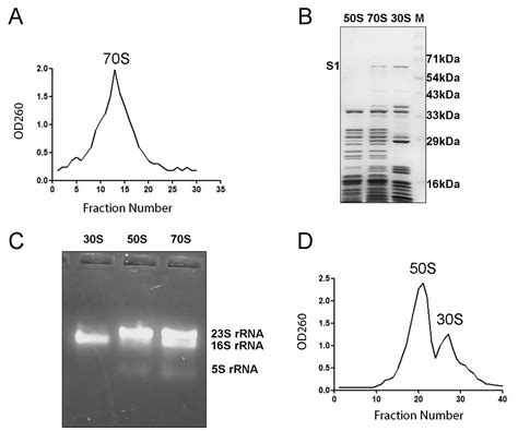 细菌核糖体分离太麻烦？试试这套简单又省设备的方法 知乎