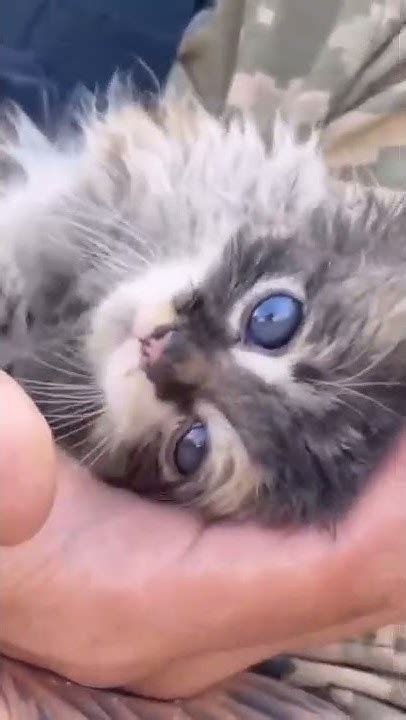 Обережно жорстокі кадри від українських «нациків Youtube