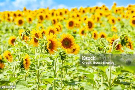 화창한 날에 선명한 노란색 해바라기의 매력적인 장면 위치 장소 우크라이나 유럽 생태학 개념 농업 산업 완벽한 사진 벽지 경작지의 이미지입니다 지구의 아름다움 0명에 대한