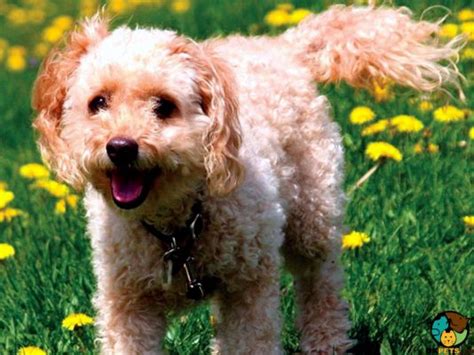 Cockapoo Dog Breed Ukpets