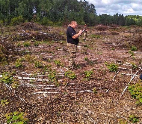 На Волині незаконно вирубали дерева завдано збитків на 6 мільйонів