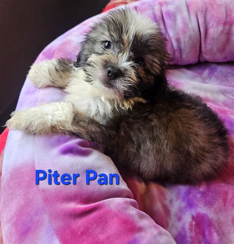 Adopt Peter Pan Today Pets Thecountyoffice
