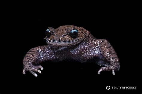 Emei Moustache Toad — Beauty Of Science