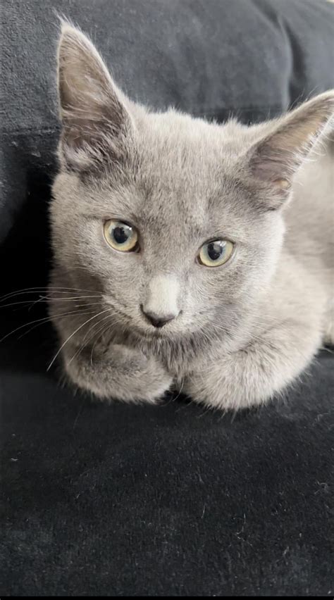 Princess Bell Taking A Quick Nap R Russianblue