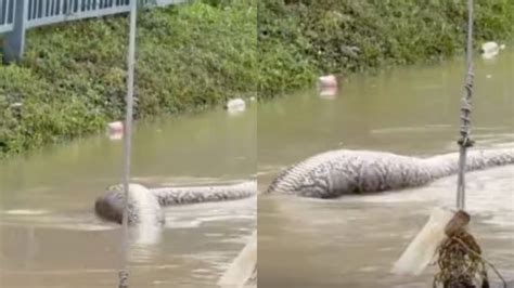 Un Python Géant Aperçu En Train De Manger Un Chien Dans Une Rue Inondée