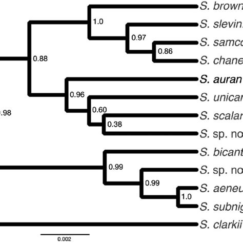 Multi Locus Species Tree From Grummer Et Al 2014 Derived From Download Scientific Diagram