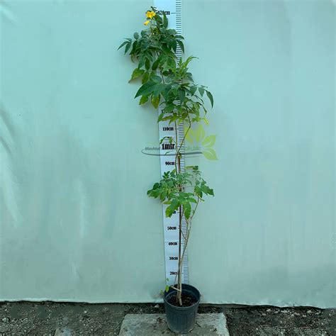 Tecoma Stans Mashtal Alhadaf