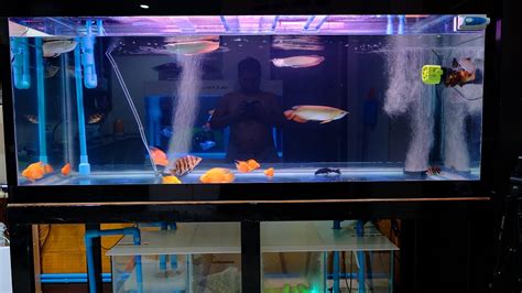 วิธีทำระบบกรองระบบน้ำตู้ปลาให้น้ำใสได้หลายเดือนด้วยตัวเองโดยไม่ต้องล้างบ่อยๆ นายตัวเองปลาสวยงาม