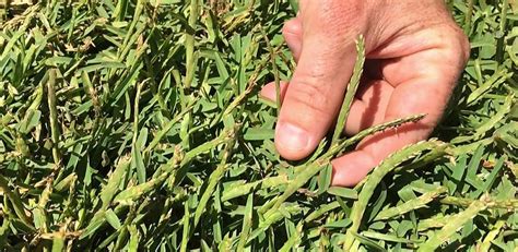 What Does Grass Seed Look Like At Gladys Burgess Blog