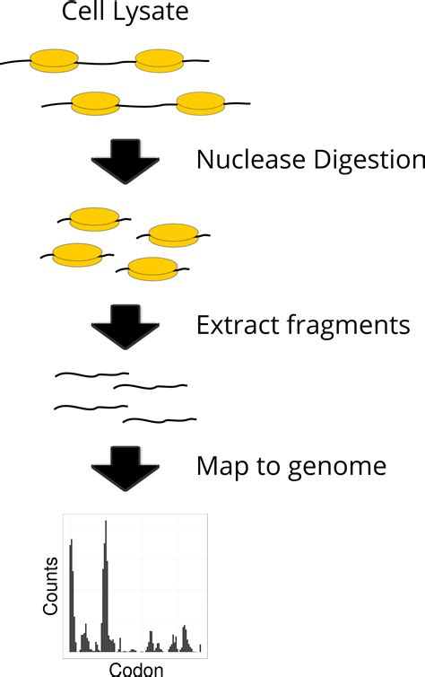 Ribosome Profiling Oxford Protein Informatics Group