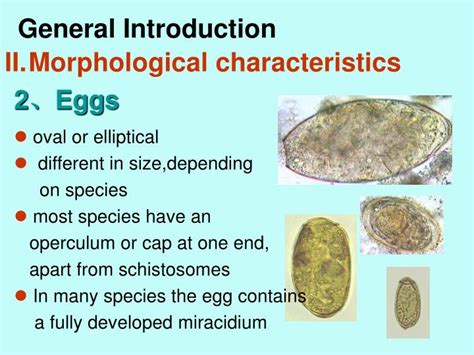 Ppt Trematodes Flukes Powerpoint Presentation Id6045094