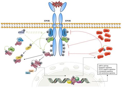 Stat5 As A Key Protein Of Erythropoietin Signalization Pmc