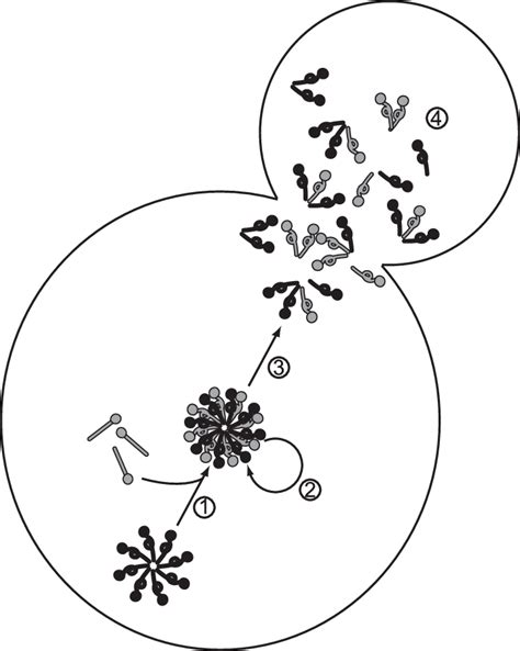 The In Vivo Prion Cycle Is A Multistep Pathway Existing Prion Complexes Download Scientific