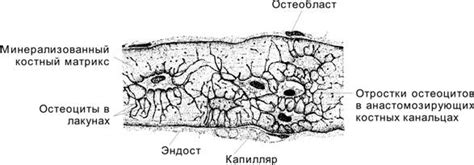 Костные ткани