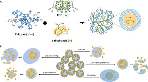 General Processes Of Encapsulation And Release Of The Active Download Scientific Diagram