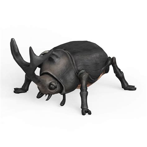 Rhino Beetle