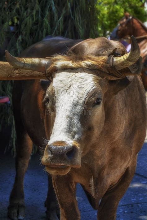 Ochse Gebunden Am Joch Stockfoto Bild Von Paprika Stark 106692364