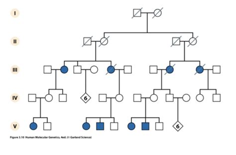 Lecture Mitochondrial And Multifactorial Disorders Flashcards Quizlet