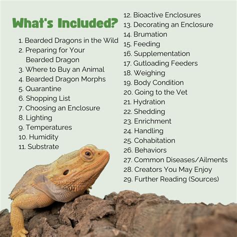 The Ultimate Zen Guide To Bearded Dragons Revised August 2024 Zen
