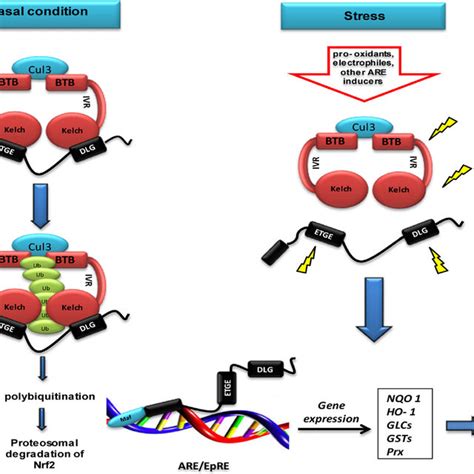 A Cytoskeleton Protein Structure Of Nrf2 And Keap1 Nrf2 Black