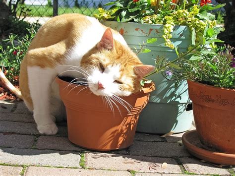 Catnip And Catmint Plants Interesting Herbs And Their Uses Owlcation