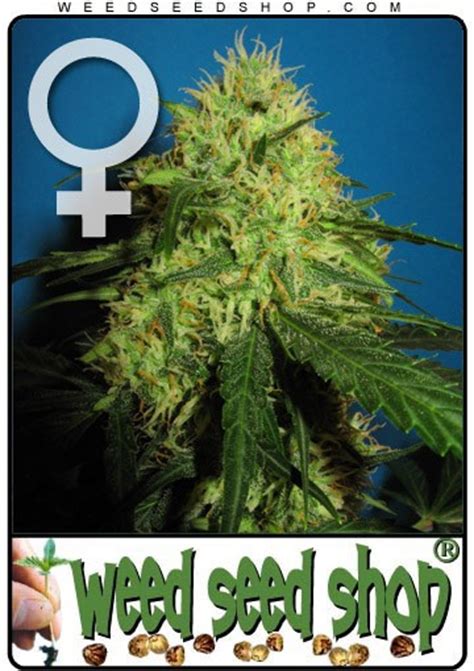 Graine Cannabis Big Bud Femelle