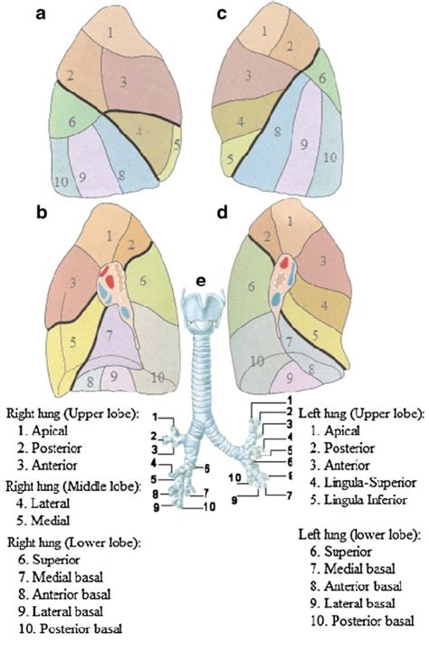 Lung Segments Anatomy Anatomical Charts Posters