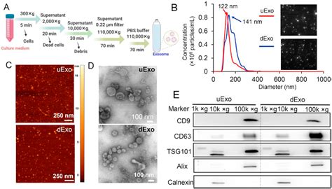Figure 1 From Exosomes Derived From Differentiated Human Admsc With The Schwann Cell Phenotype