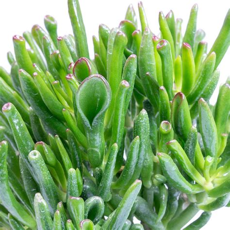 Crassula Ovata Gollum Jade Plant Succulents Hortology