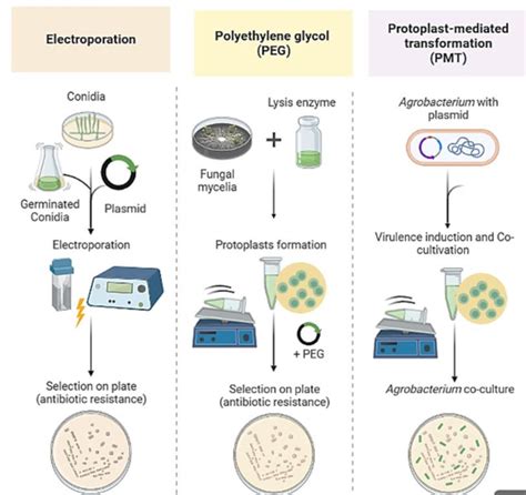 Different Types Of Genetic Transformation Of Trichoderma Spp Download Scientific Diagram