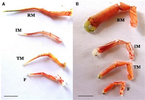 Variation In Third Maxilliped And Major Chelipeds Of Female And Male Download Scientific