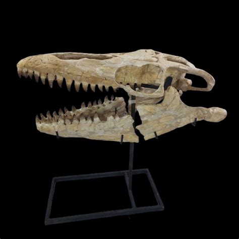 Mosasaurus Skulls Original Fossils For Sale