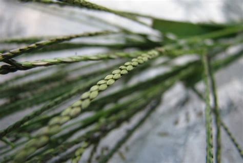 The Perfect Timing And Technique To Tackle Crabgrass Housely