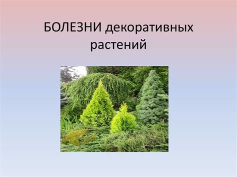 Болезни декоративных растений - презентация онлайн