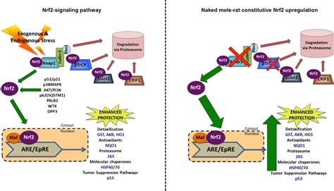 Figure 1 From Regulation Of Nrf2 Signaling And Longevity In Naturally Long Lived Rodents